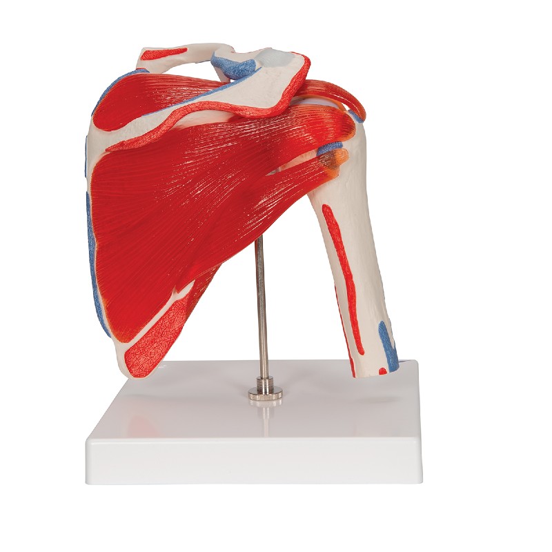 Shoulder Joint Model with Rotator Cuff | Health and Care